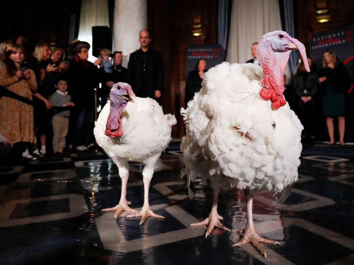 ¿Qué pasa con los pavos ‘perdonados’ en el Día de Acción de Gracias?