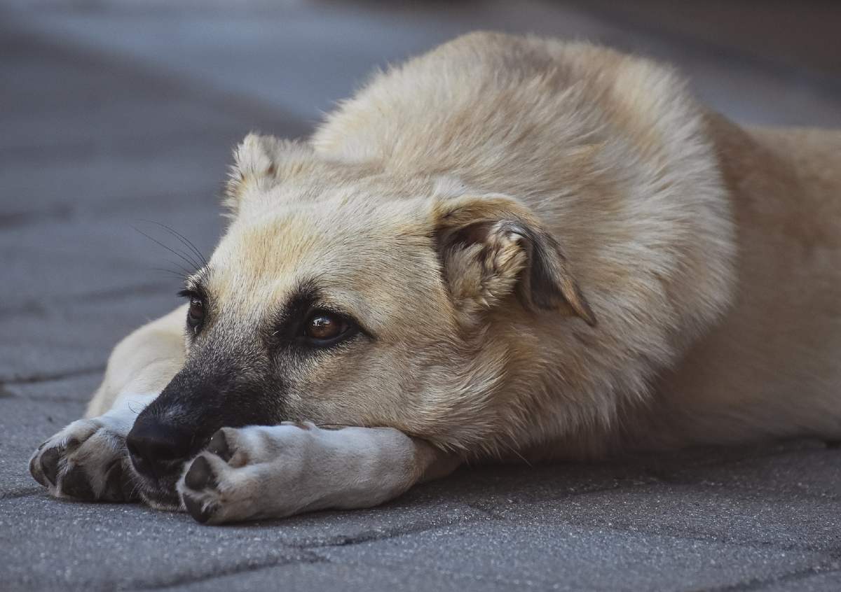 ¡Sí adóptalo! Razones para tener un perrito criollo