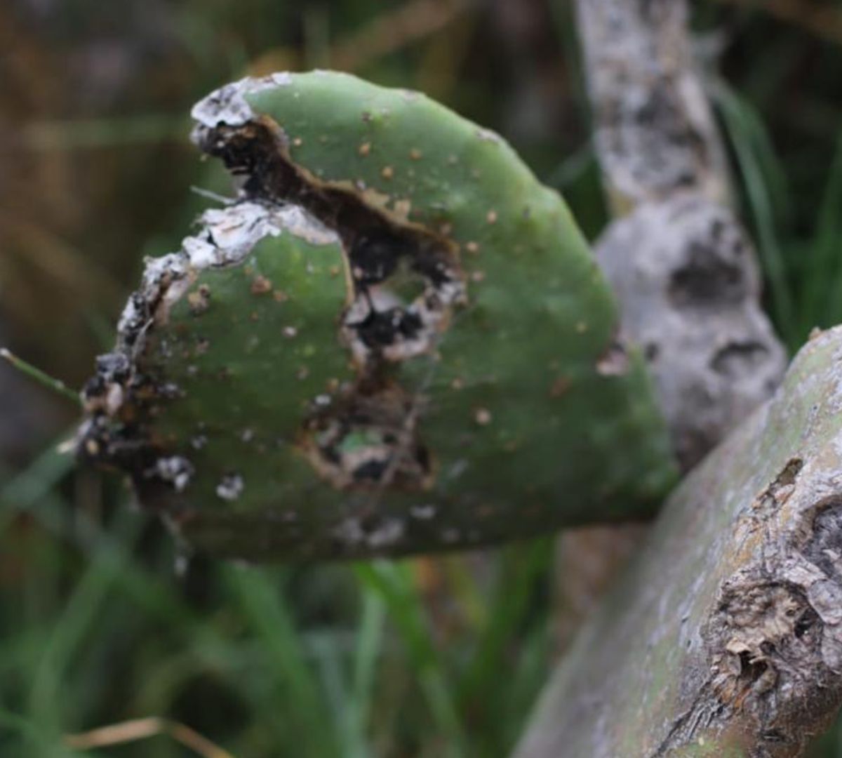 Mancha negra del nopal, la plaga que ataca en Milpa Alta