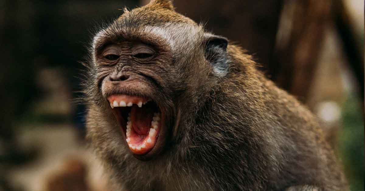 ¡Cuidado con el chango!; mono salvaje aterroriza pequeño pueblo japones