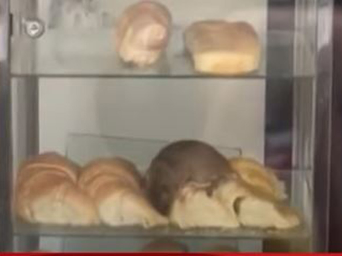 Joven graba enorme rata en panadería; así el video viral