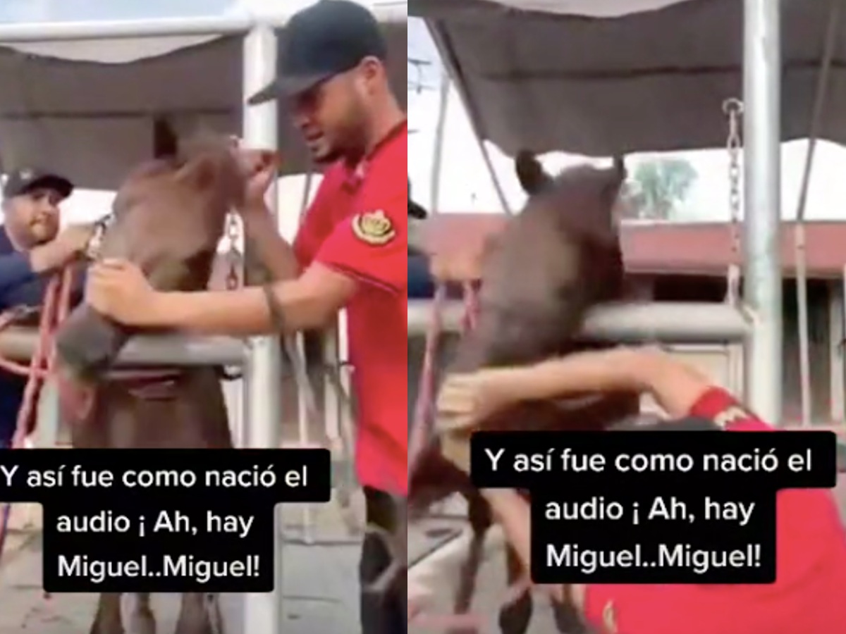 Ay Miguel: este es el video original del divertido audio de TikTok