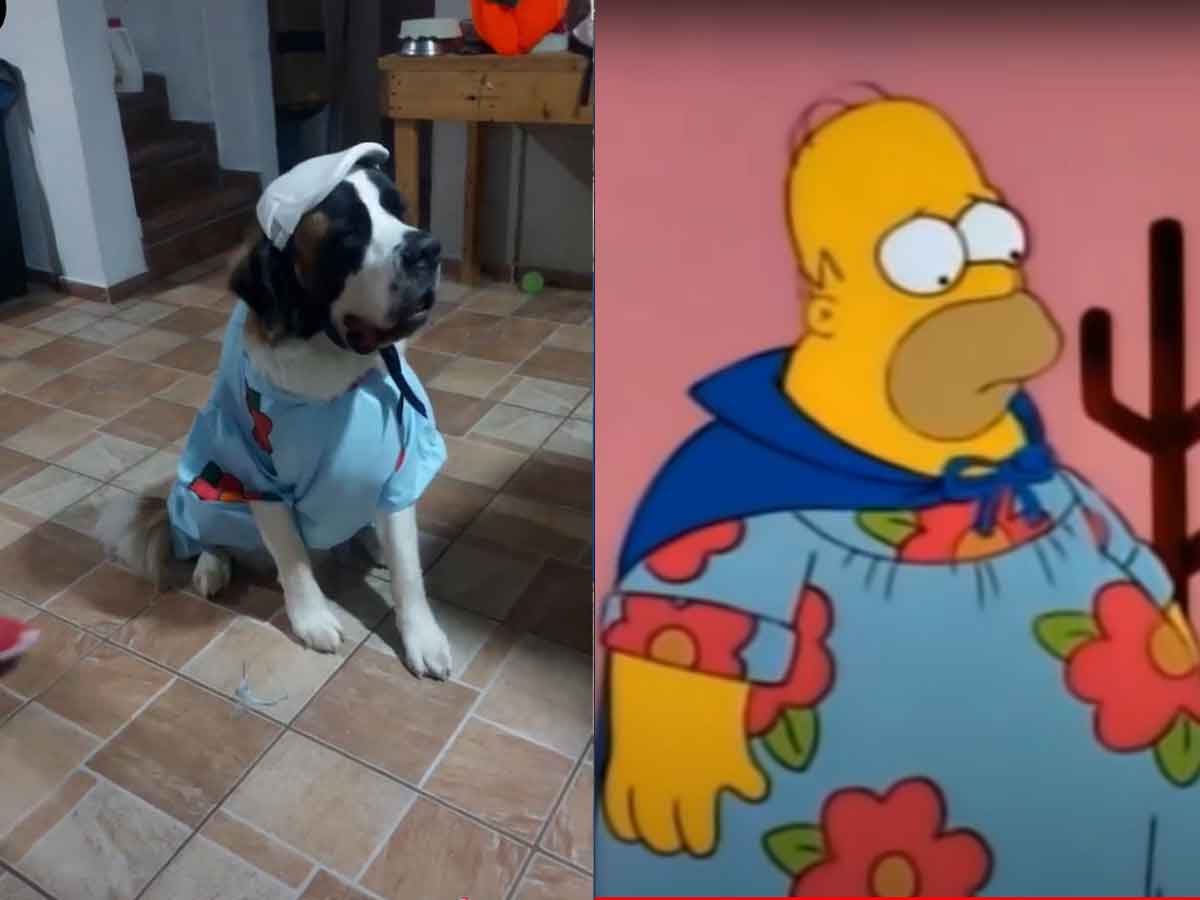 Perrito triunfa en concurso de disfraces vestido de Homero Simpson