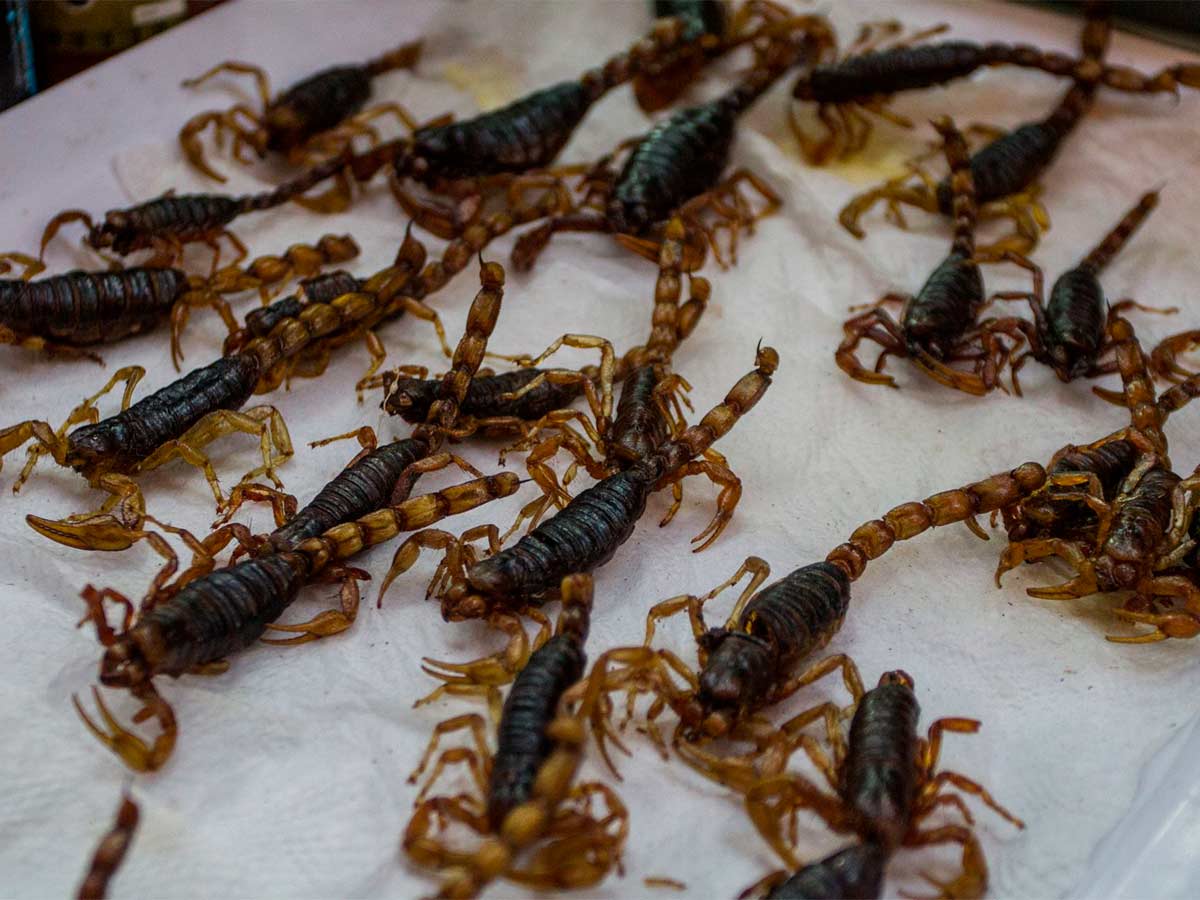 Descubren nueva especie de alacrán en México; habita en Sinaloa