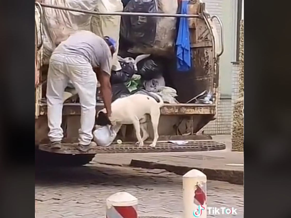 ¡Chalán perrón! Perrito saca la basura y la lleva hasta el camión