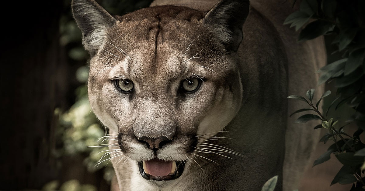 ¿Fue un puma o un tigre de bengala? Culpan a felino de muerte de vaca y ...