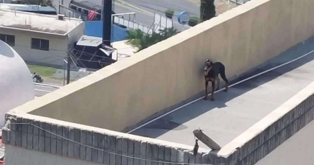 ¡Malvados! Dejan a perro en azotea a pesar de que temperatura rebasa ...