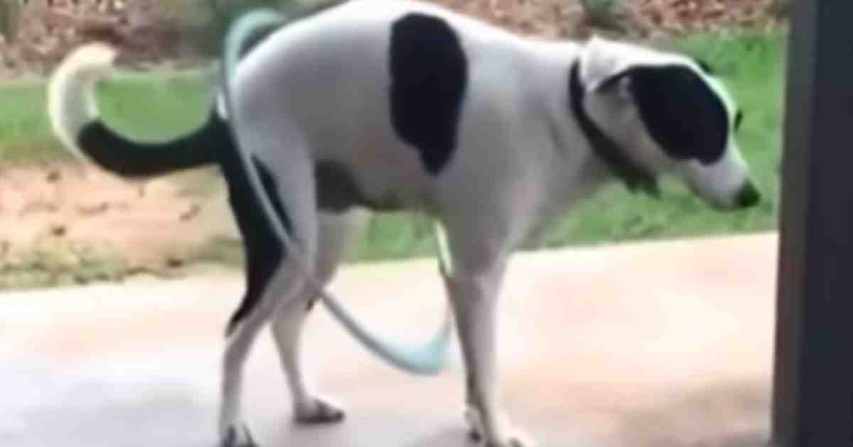 VIDEO: Tierno perrito hace hula-hula y roba corazones en redes