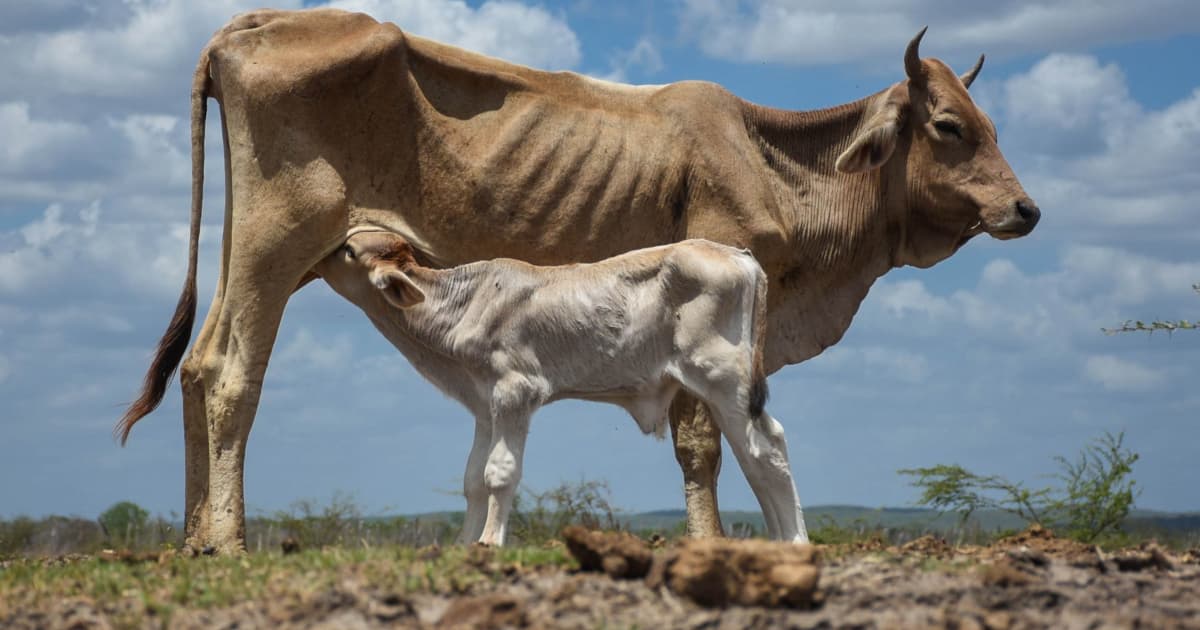 Sequía, en 76% de territorio
