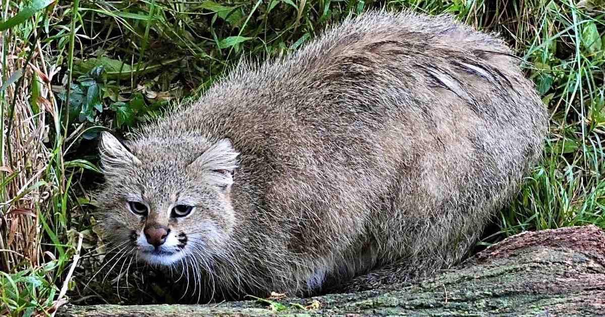 Descubren raro gato del pantanal oriental con pelaje negro en Brasil