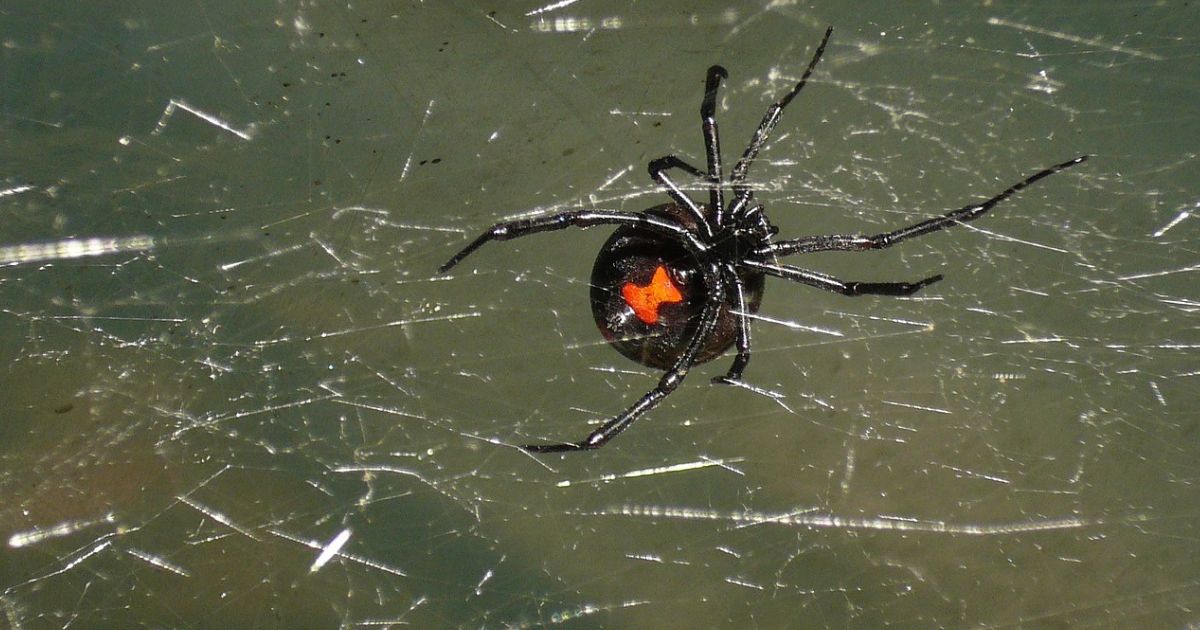 Araña viuda negra: síntomas, cómo identificarla y dónde se encuentran