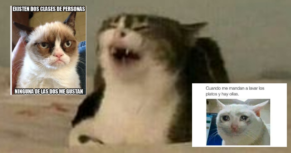 No Hay Meme De Gato