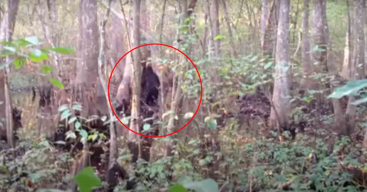Reaparición de video de Pie grande sorprende a escépticos; esto vieron