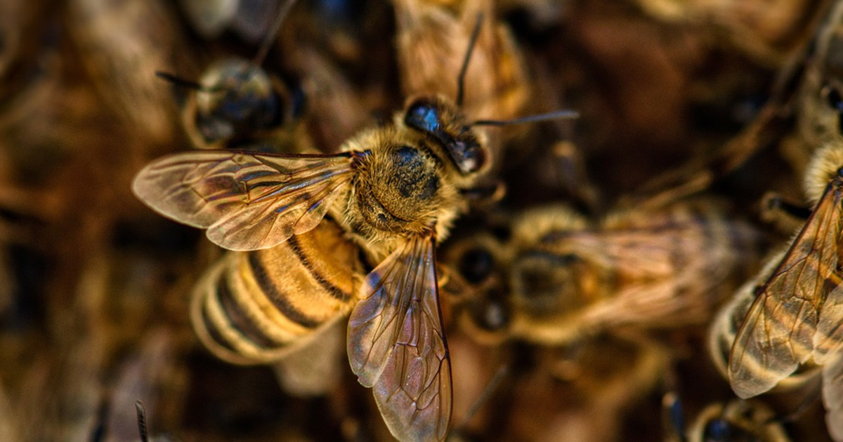 Hallan cientos de abejas momificadas de hace tres mil años en Portugal