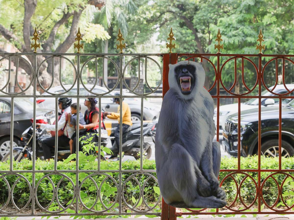 India usará hombres mono para espantar a primates durante la Cumbre del G20