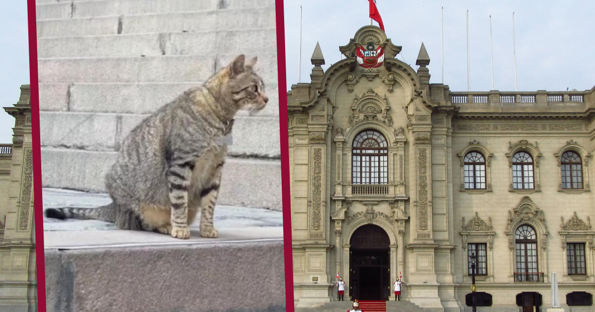Panchito, el gato del Palacio de Gobierno de Perú que causa sensación ...