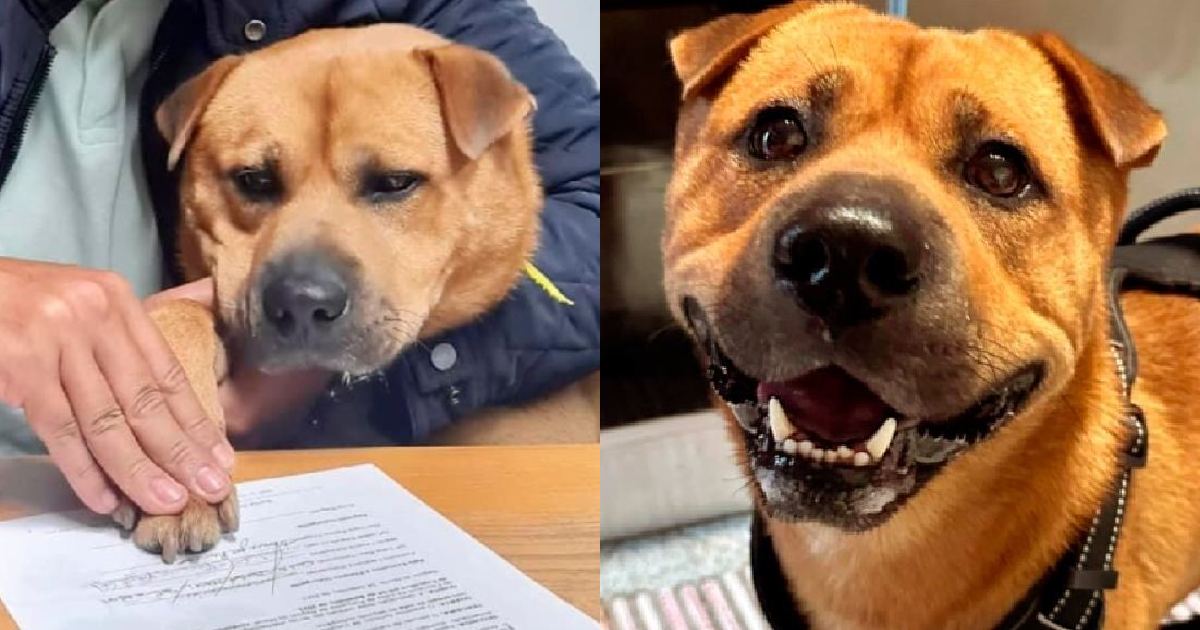¡Empleado del mes! Perro es contratado para dar ‘amor y cariño’ en Portugal