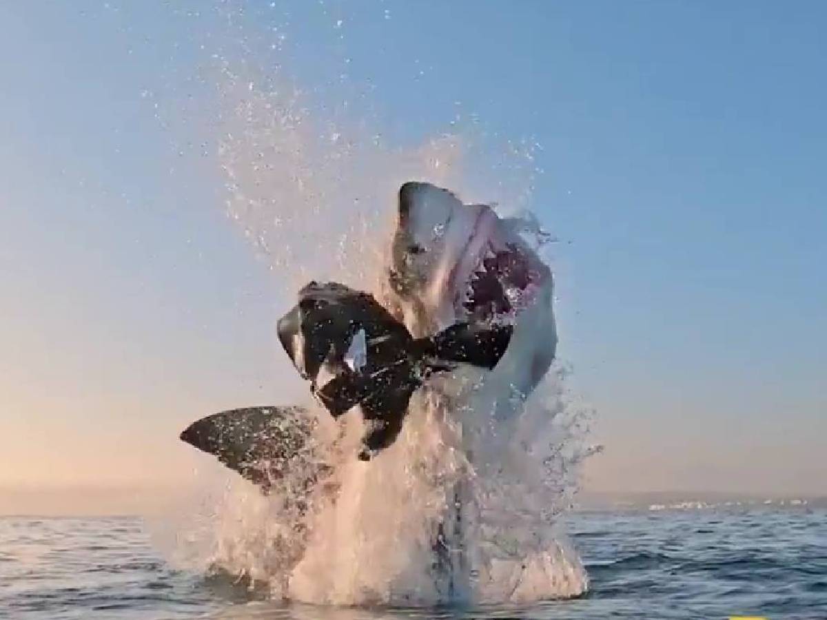 Grandes Tiburones Blancos Saltando Fuera Del Agua 🔥 Los Grandes