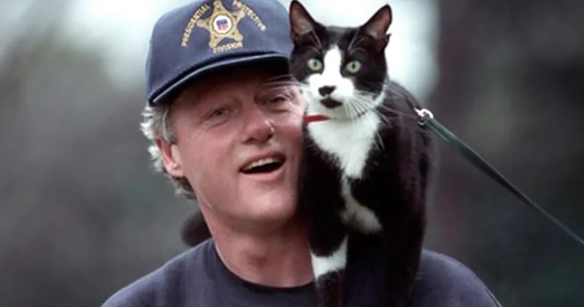 Ésta es la historia de Socks Clinton, el gatito que inspiró que el Día ...