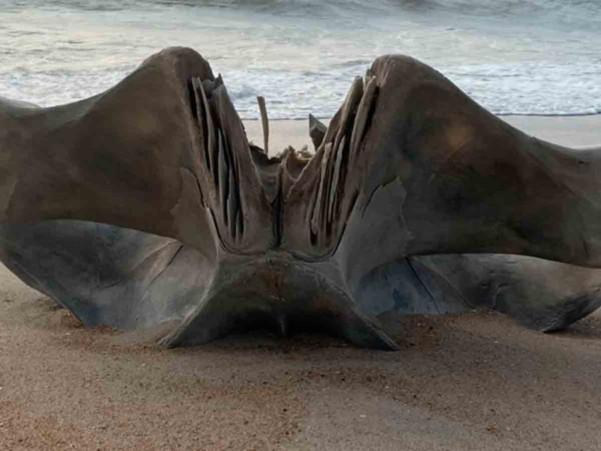 Animales Gigantes Encontrados 10 Animales Gigantes Que Dominaron La