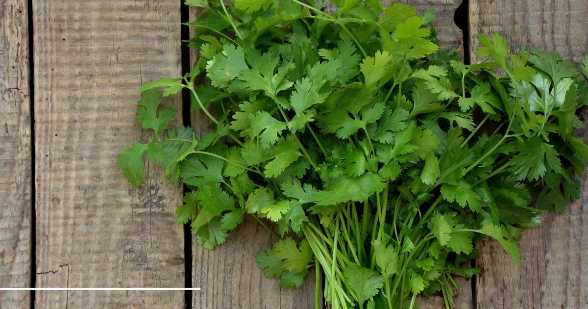 ¿Cómo sembrar cilantro en casa? Te explicamos paso a paso