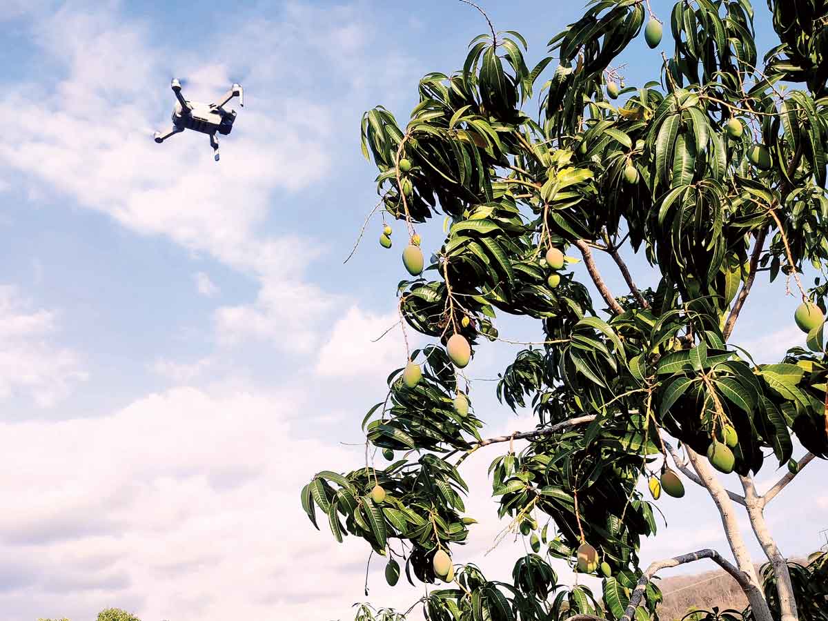 Cultivo de mango en Guerrero: Buscan tecnificar el campo con el uso de ...