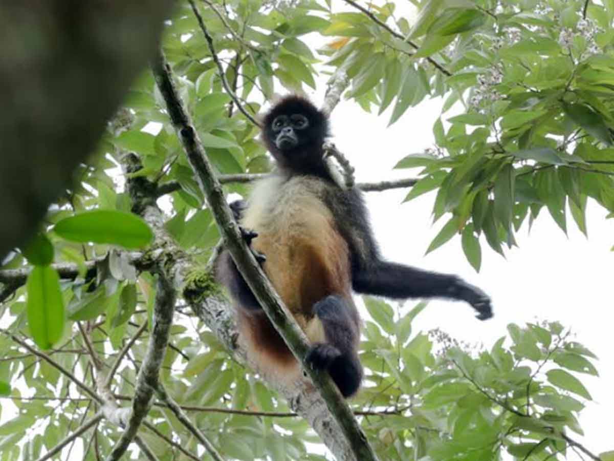 Monos Araña De La Selva Tropical