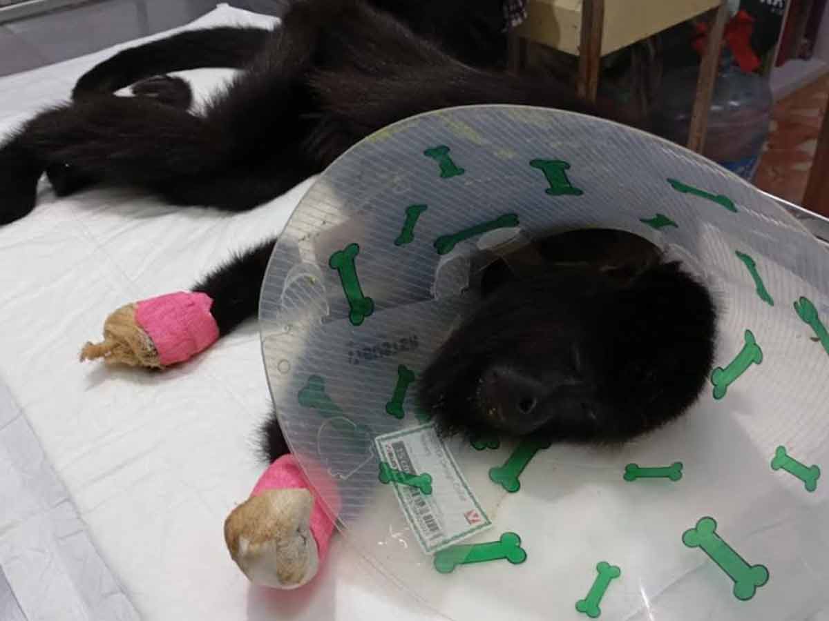 Un misterio, quién autorizó amputación de hembra de mono saraguato en ...