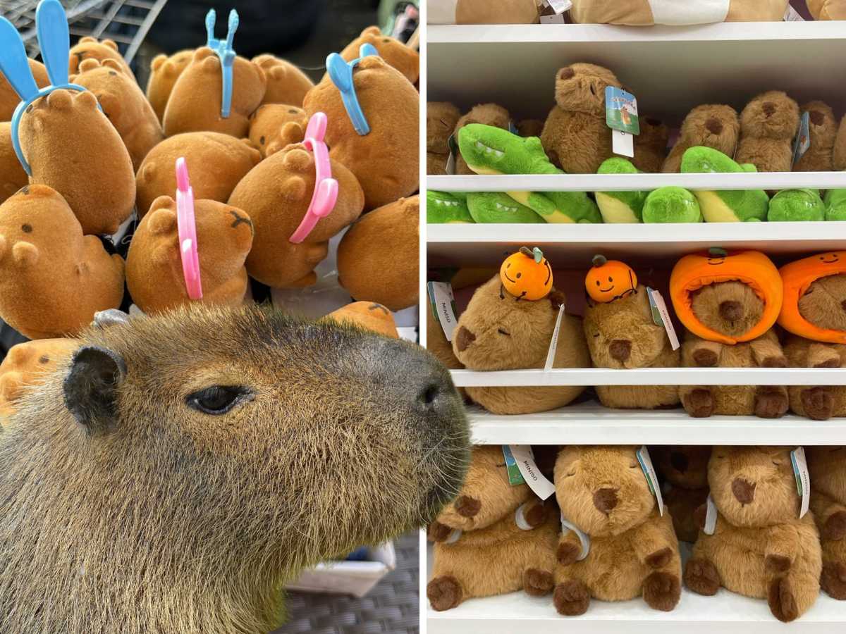 Qué son los capibaras y por qué son la nueva tendencia en redes sociales
