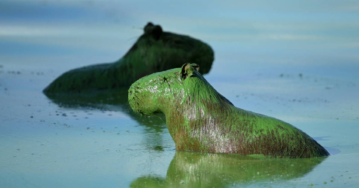 Aparecen capibaras pintados de verde por cianobacterias en Argentina. VIDEO