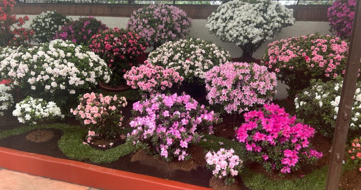 FOTOS: Regresa la temporada de azaleas en los viveros de Coyoacán, CDMX