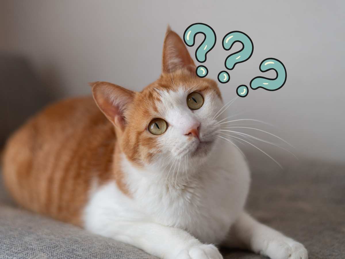 ¿Cómo saber si un gato es hembra o macho?
