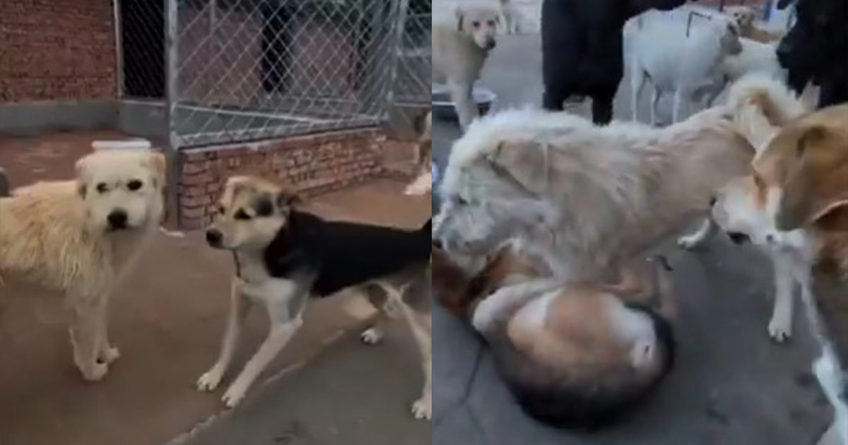 Bobby, el macho alfa de la manada de perros a quien todos temen