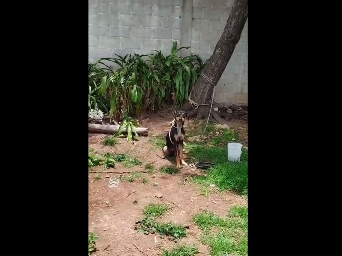Graban a mujer que intenta ahorcar a perrito colgándolo como piñata