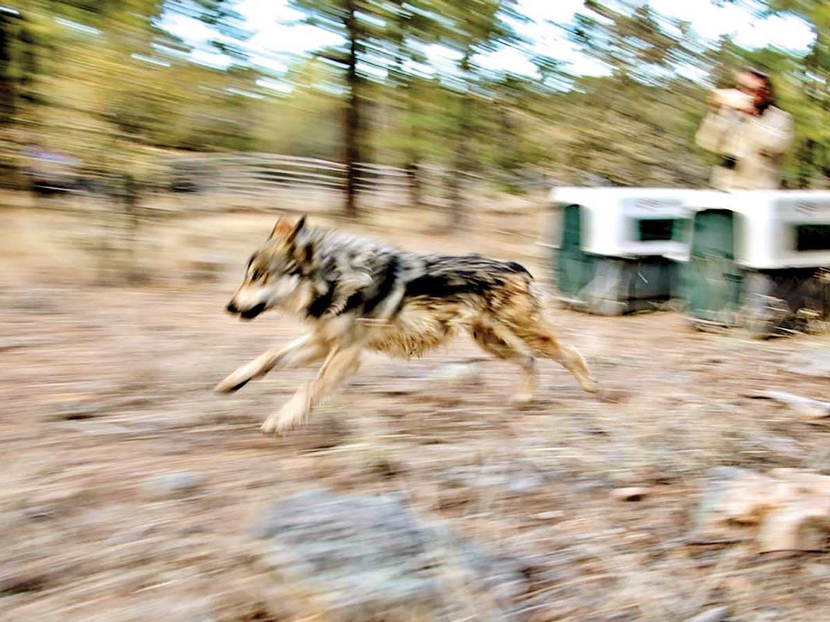 Aullido de lobo mexicano anuncia llegada a Durango; se expande en el país