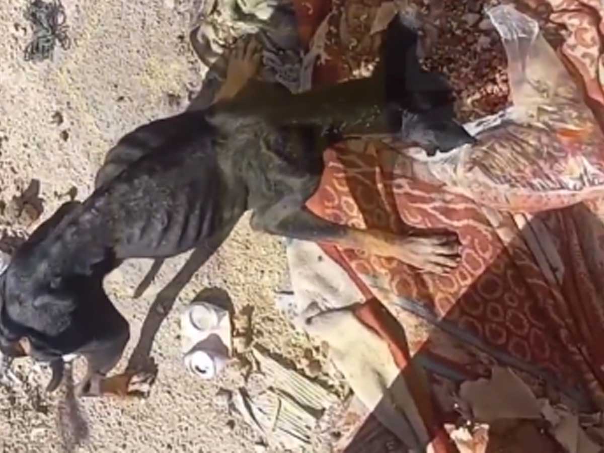 Indignación en Mexicali por perrito abandonado y desnutrido