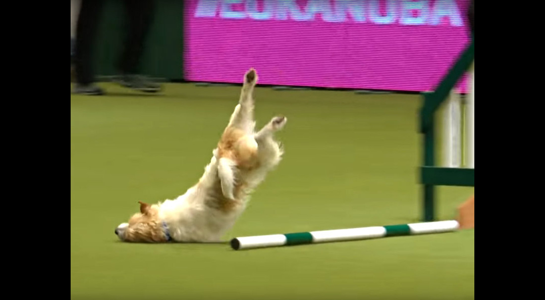 El perro que falló épicamente y se ganó el corazón de los internautas ...