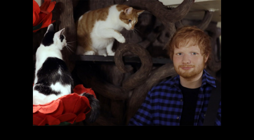 Ed Sheeran hace Instagram a sus gatos, Dorito y Calippo