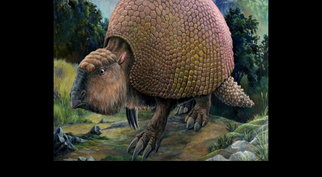Campesino encuentra fósil de gliptodonte en Uruguay