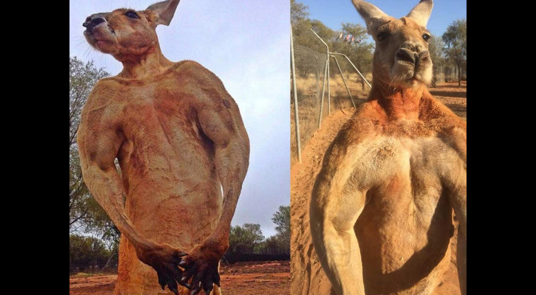 Murió Roger, el canguro ultra musculoso