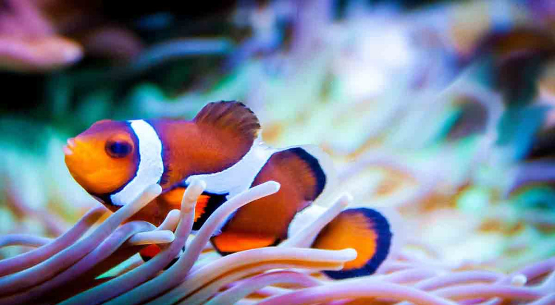 ¿Nemo? Pez payaso en riesgo de extinción, advierten científicos