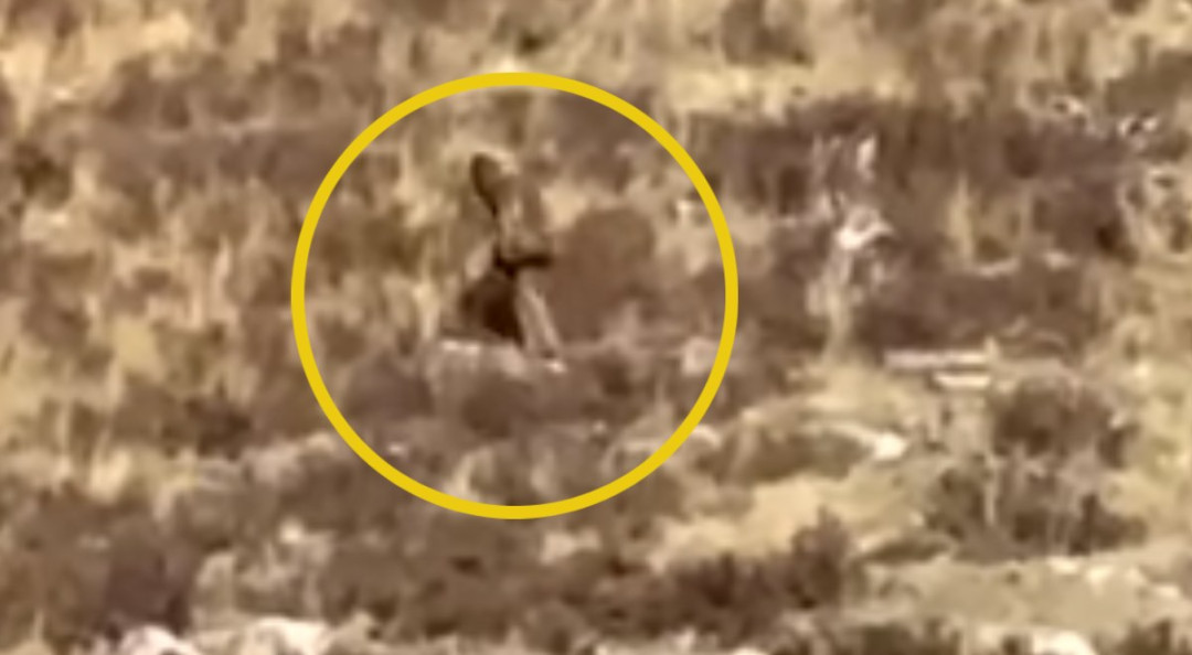 Esta es la historia de Pie Grande, la misteriosa criatura del bosque