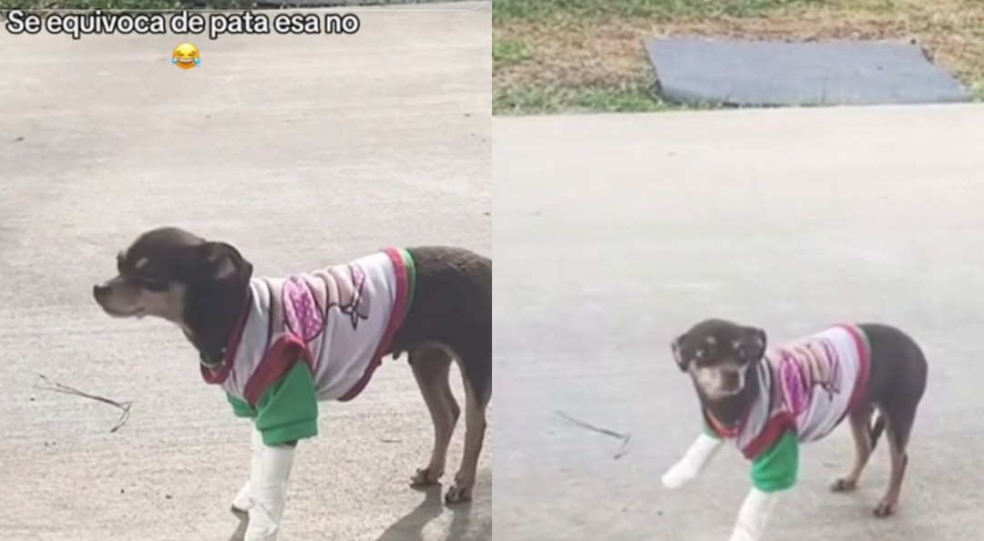 VIDEO: Perrita se equivoca de patita lastimada para exagerar su dolor