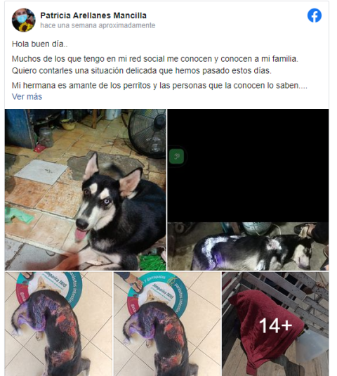 Queman con aceite hirviendo a perro husky en Guerrero